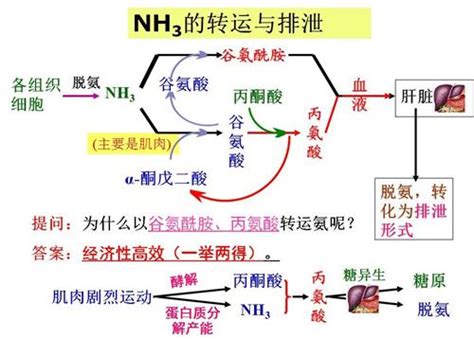 说明高氨血症导致昏迷的生化基础 39问医生 39健康网