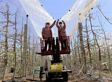 甘肃静宁：搭建防雹网保丰收 人民图片网