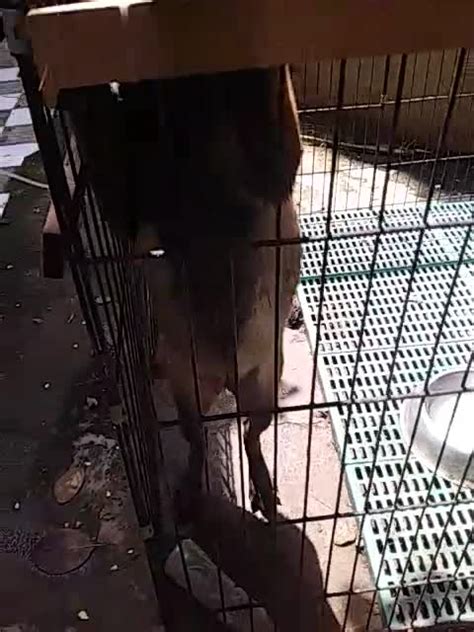 Master Philippe Kennel Cavite