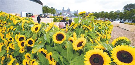 월드 뉴스 해바라기로 만든 미로