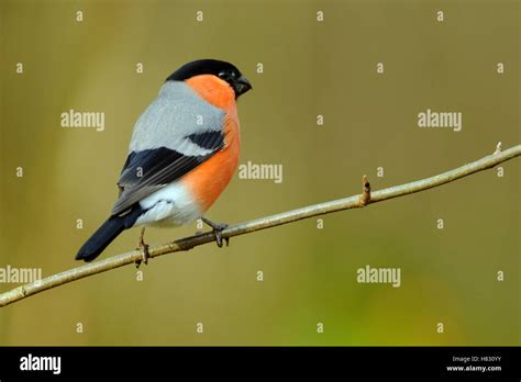 Eurasian Bullfinch Pyrrhula Pyrrhula Male Veluwe Netherlands Stock