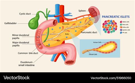 Detailed Diagram Of Pancreas And Associated Ducts Vector Image