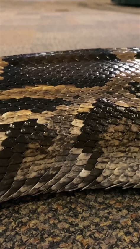 Pythons Primarily Use Rectilinear Locomotion For Movement With The