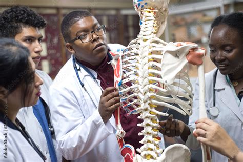 Medical Babes Study The Structure Of Man On The Skeleton A Group Of Babe People Of