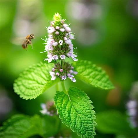 Melisa Melissa Officinalis