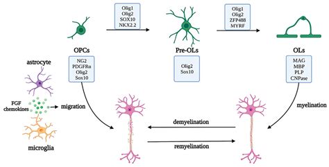Oligodendrocytes Astrocytes