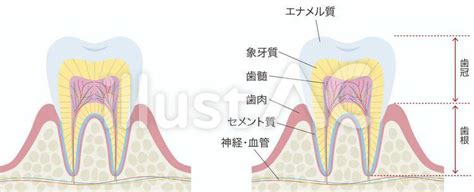 免费矢量 歯の構造