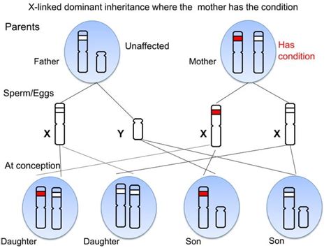 Explanation Of X Linked Inheritance PPTX Infertility Reproductive Health