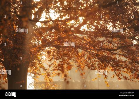 Copper Beech Tree Growing Conditions At Javier Cox Blog