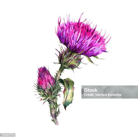 빈티지 수채화 여름 꽃 엉 겅 퀴 야생 꽃 초원 나물 녹색 가지 엉겅퀴류에 대한 스톡 벡터 아트 및 기타 이미지 엉겅퀴류 0명 구도 Istock