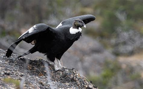 Andean Condor Wingspan