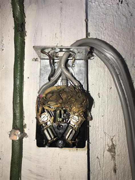 Poor Mouse Had Its Final Ride On The Lightning Relectricians