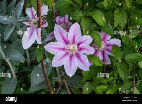 Close Up Nature Photograph Several Colorful Variegated Deciduous Pink
