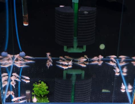 아홀로틀 우파루파 도 역시 제이디아쿠아 인천수족관에서~ 입고 소식입니다 D 네이버 블로그