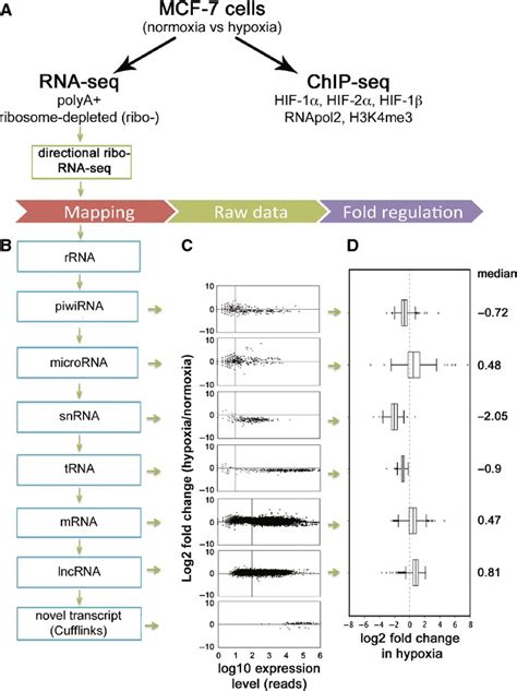 Extensive Regulation Of Transcript Abundance By Hypoxia Rna Seq Was Download Scientific