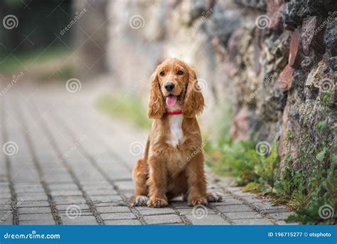 English Cocker Spaniel Puppy Sitting By A Decorative Wall Outdoors