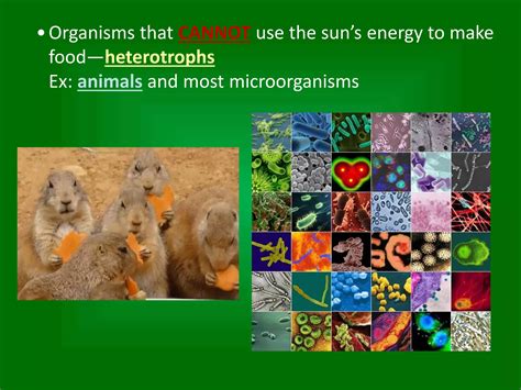 Photosynthesis 1pptx