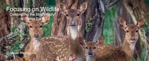 Urban Wildlife How Have They Adapted To The Environment Focusing On Wildlife