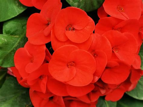 铁海棠的花语和寓意一帆风顺花的寓意鸢尾花的寓意第5页大山谷图库