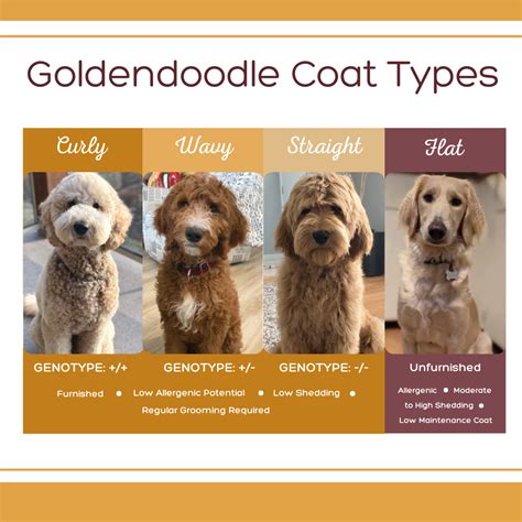 Mini Goldendoodles Now Lets Talk Improper Coat And 49 Off