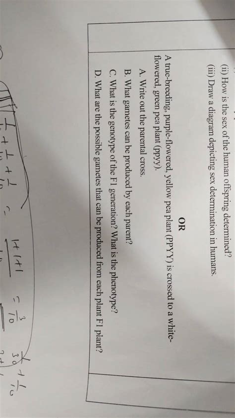 How Is The Sex Of The Human Offspring Determined Iii Draw A Diagram D