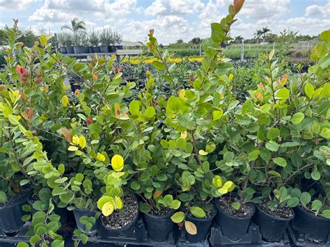 Buy Cocoplum Red Tip Chrysobalanus Icaco Eureka Farms