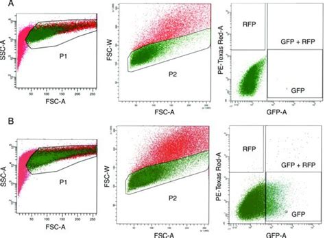 Figure 4 Representative Facs Plots Illustrating Isolation Of Talen