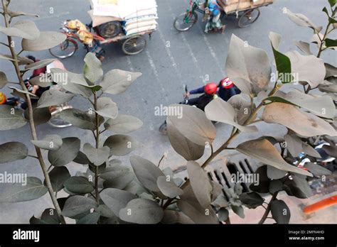 Dhaka Bangladesh January 25 2023 There Is So Much Dust Accumulated On The Leaves Of The