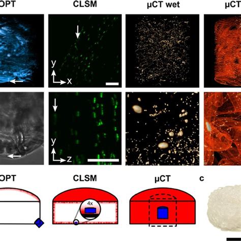 Visual Comparison Of Nuclei In Scaffolds Labeled Nuclei In Download Scientific Diagram