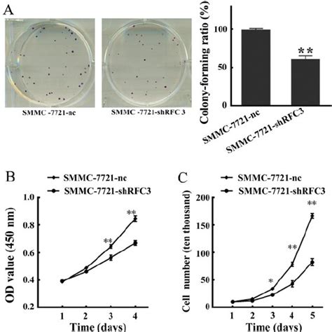 Replication Factor C Subunit 3 Rfc3 Is Overexpressed In Download Scientific Diagram