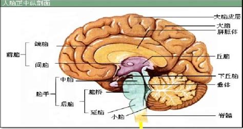 第一單元：神經系統的構造及功能（心理活動的生理基礎） 每日頭條