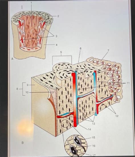 Solved Exercise 1 Identify Structures Of Compact And