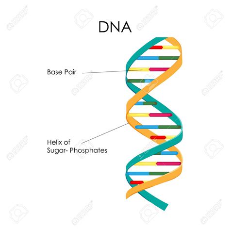 Dna Structure Drawing Free Download On Clipartmag