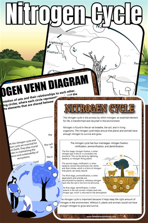 Nitrogen Cycle Poster Task Questions Teaching Resources