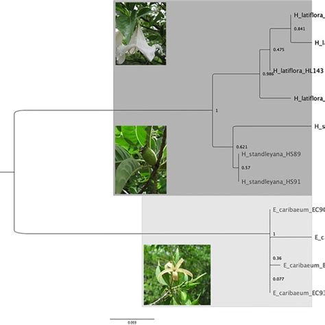 Bootstrap Consensus Tree Generated By The Maximum Likelihood Method For