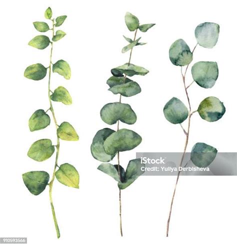 수채화 유칼립투스 나뭇잎과 나뭇가지 분기 라운드 손으로 그린 아기와 유칼립투스 실버 달러 나뭇가지 허브 요소 꽃 그림을 흰색 배경에 고립입니다 디자인 섬유 및 배경 가을에