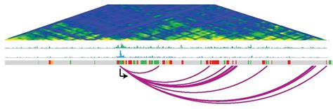 Genome Rewiring During Neural Cell Development Cambridge Stem Cell Institute