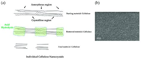 Cellulose Nanomaterials A Schematic Representation Of The Process To