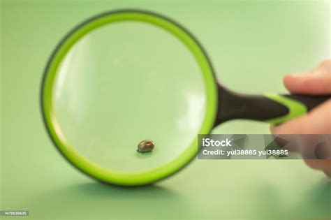 녹색 배경에 돋보기 아래 피가 묻은 진드기 피를 흘리는 위험한 곤충 틱 매크로 녹색 배경틱이 크롤링 중입니다 진드기와 확대경을 들고 있는 인간의 손 곤충에 대한 스톡 사진