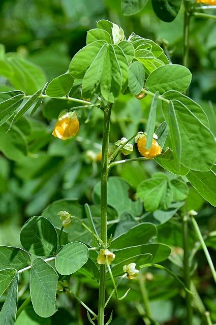 エビスグサマメ科素人植物図鑑