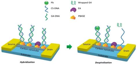 Field Effect Transistors For Biosensors At Kari Gonzales Blog