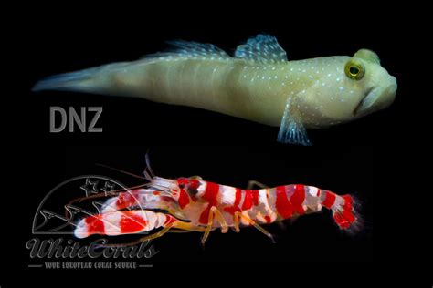 Cryptocentrus Cinctus Prawn Goby Aquacultured Buy Online