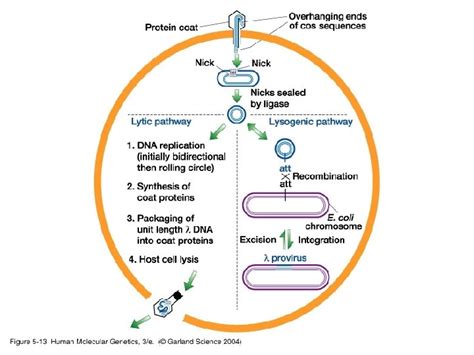 Mapping The Human Genome Genetic Mapping Physical Mapping