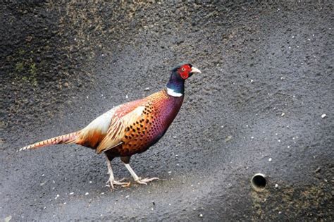 対馬さいじ記 対馬の野鳥たち14