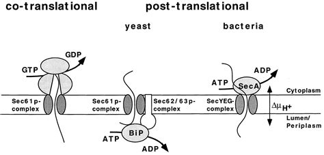 Protein Translocation Tunnel Vision Cell