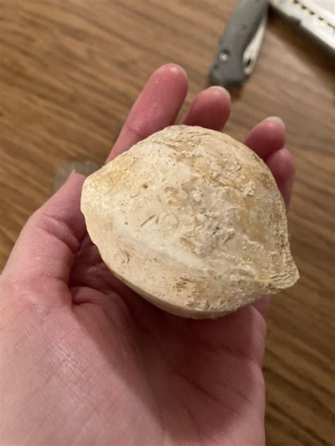 Is This Some Sort Of Clam Or Bivalve It Looks So Uncanny Found On A Ranch In West Central