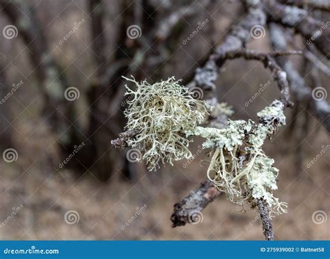 Lichens And Moss Like Forming Colonies On Tree Branches A Way Of Life In Nature Stock Photo