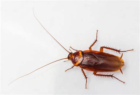 How To Identify Male And Female Cockroach At Marylynn Boucher Blog