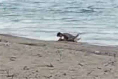 Link Video Adik Kakak Viral Twitter Tiktok Durasi 16 Menit Mediafire Uncut No Sensor Lebih Panjang