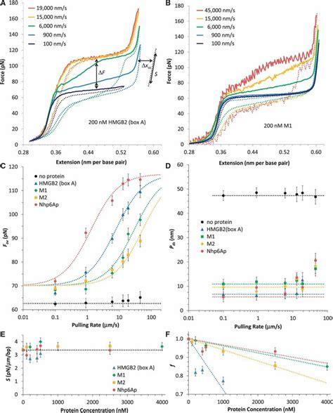 Probing The Dynamics Of Hmgb Dna Binding A Cycles Of Extension And Download Scientific